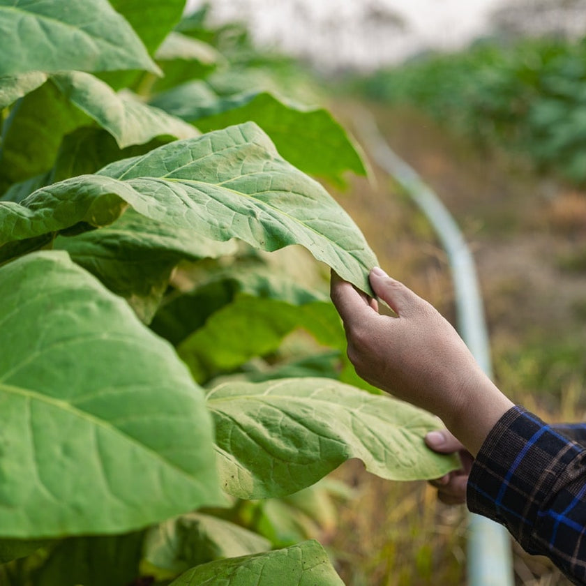 St. James Perique Tobacco (1/2 lb & 1lb) – Whole Leaf Tobacco