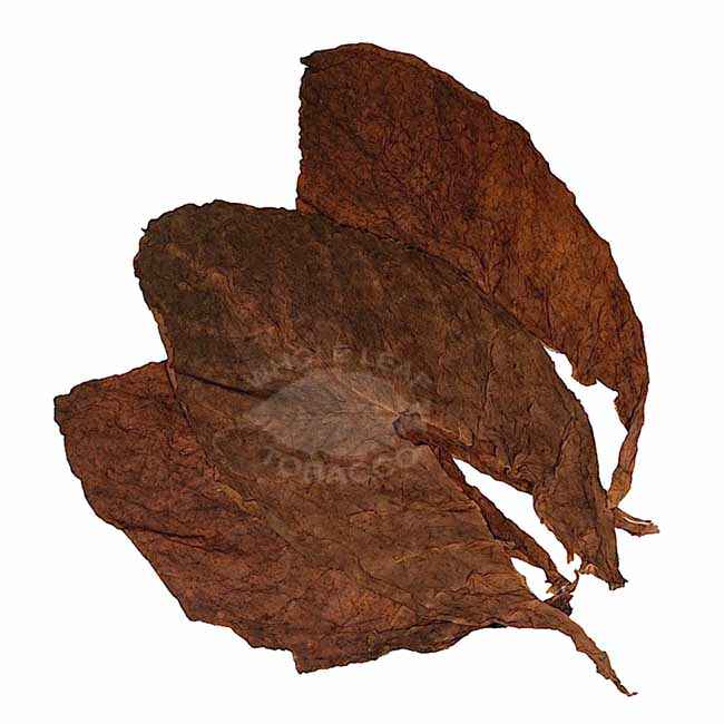 Corojo 99 Filler Tobacco, Ligero, 1lb.- Cigar Tobacco – Whole Leaf Tobacco