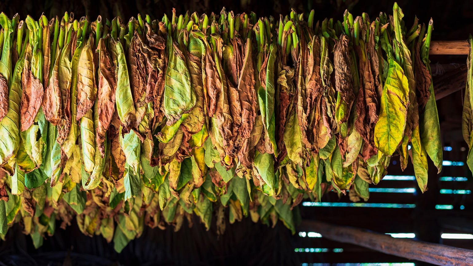 Whole Leaf Tobacco | Premium 100% Unprocessed